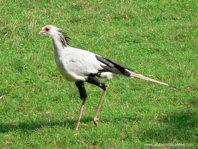 Animal World: How Did The Secretary Bird Get Its Name?