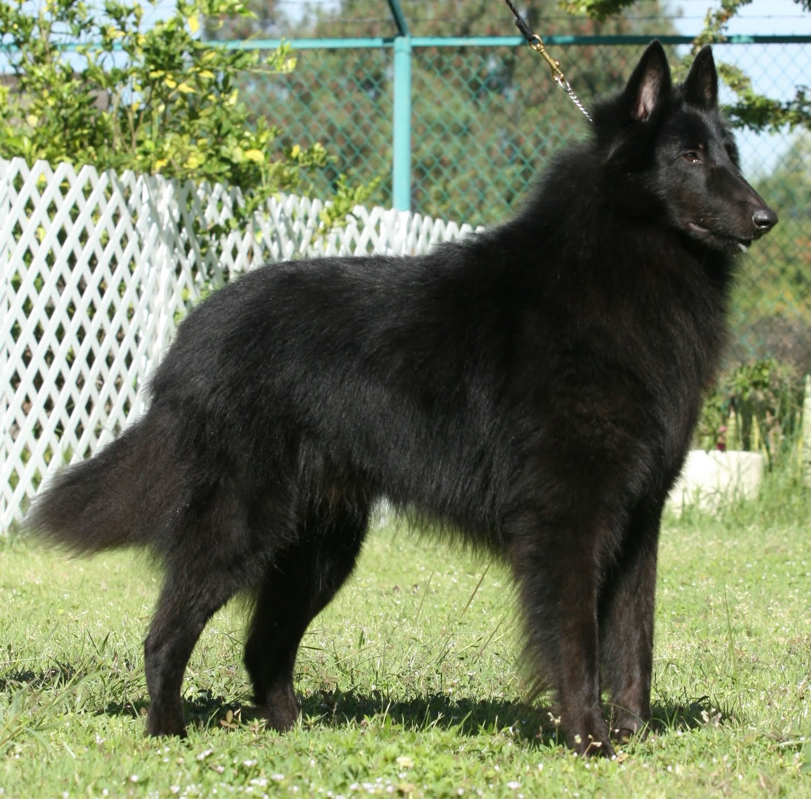belgian shepherd dog groenendael | Giant dog breeds, Giant dogs, Dog breeds