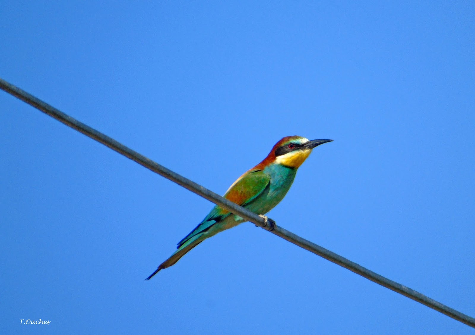 PASARI DIN ROMANIA: PRIGORIE, Merops apiaster