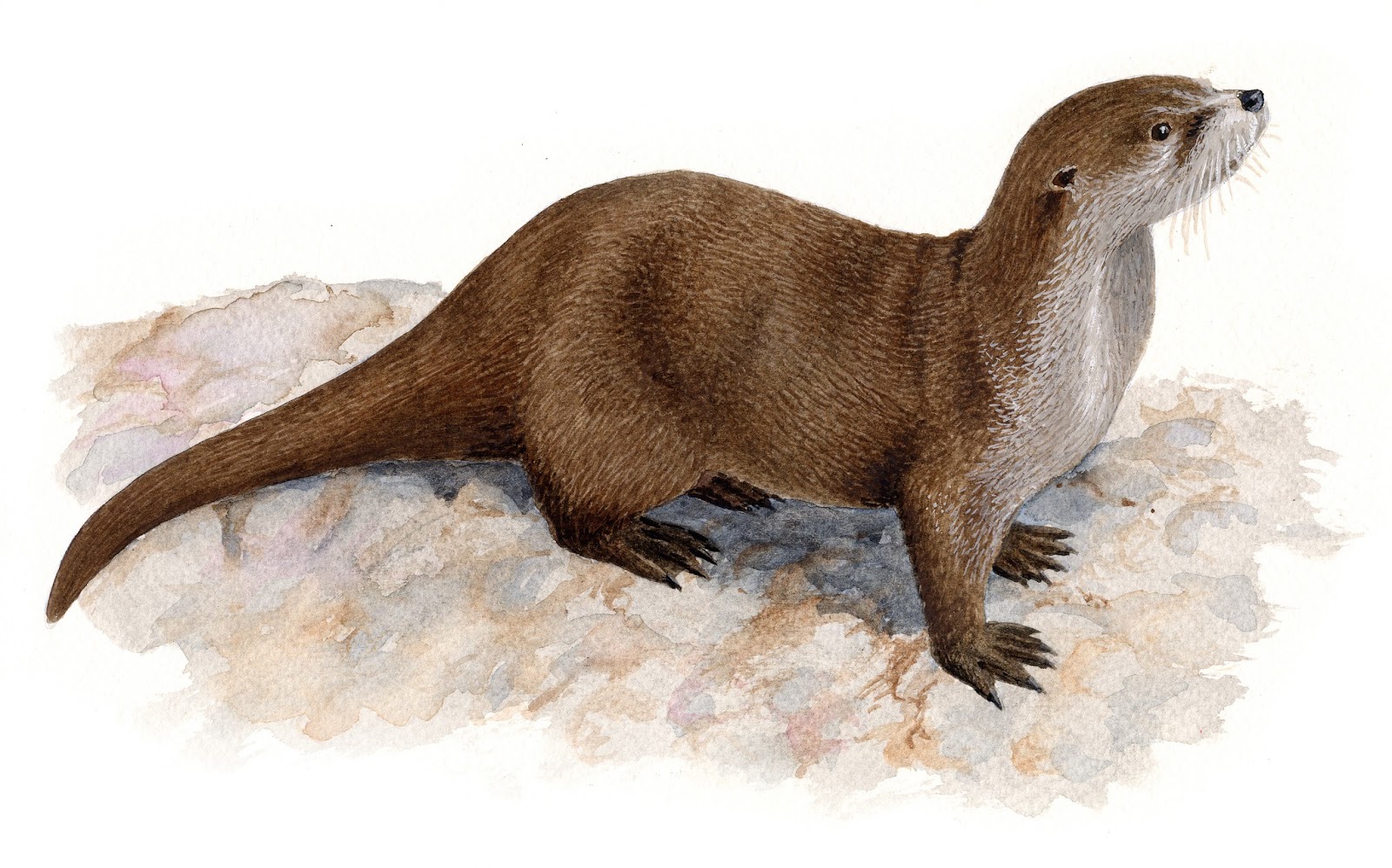 Marcos Dibujos y Pinturas: Aves y mamíferos de Chile (2006)