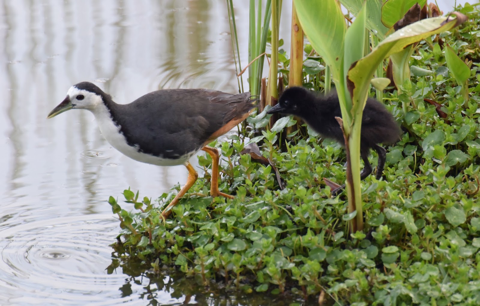 Singapore Menagerie: White-breasted Waterhen