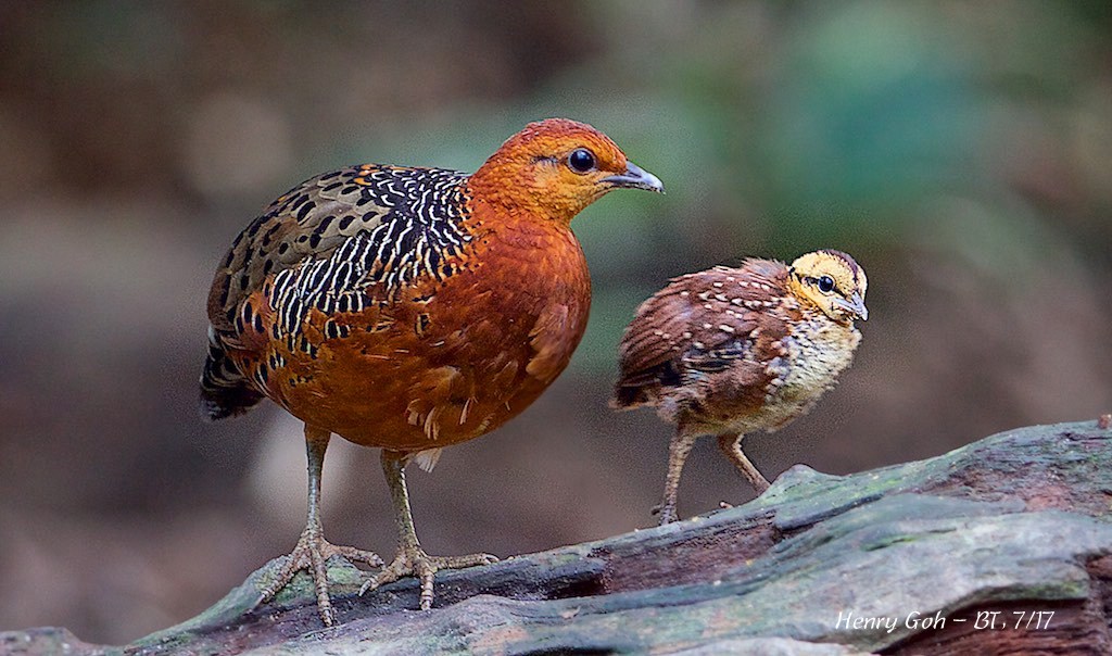 I M A G E S of N A T U R E: Ferruginous Partridge (Caloperdix oculeus).