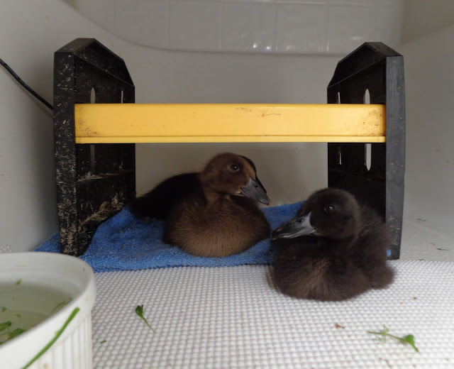 Beginners Guide to Raising Ducklings - Fresh Eggs Daily® with Lisa Steele