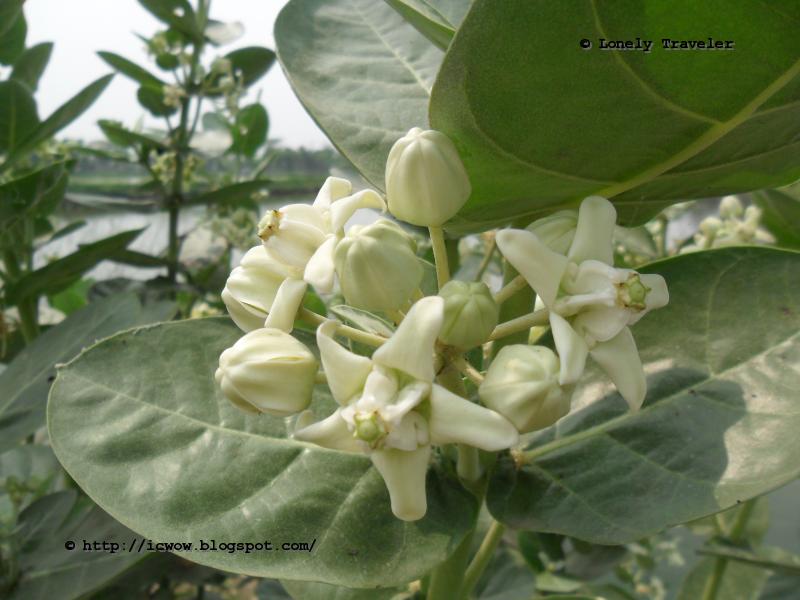 Shada Akondo Ful(সাদা আকন্দ ফুল) - Calotropis gigantea