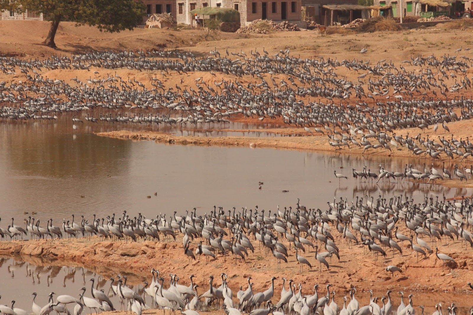 Trip to home of Demoiselle Cranes,Khichan, Jodhpur - Enigmatic India