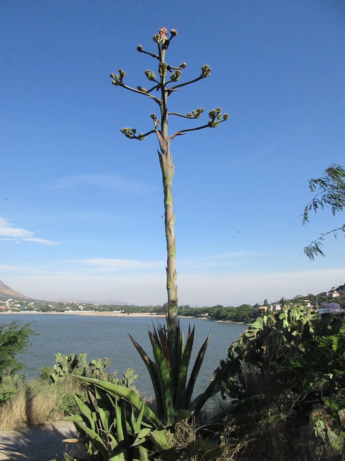 El quiote: Sólo una vez en la vida