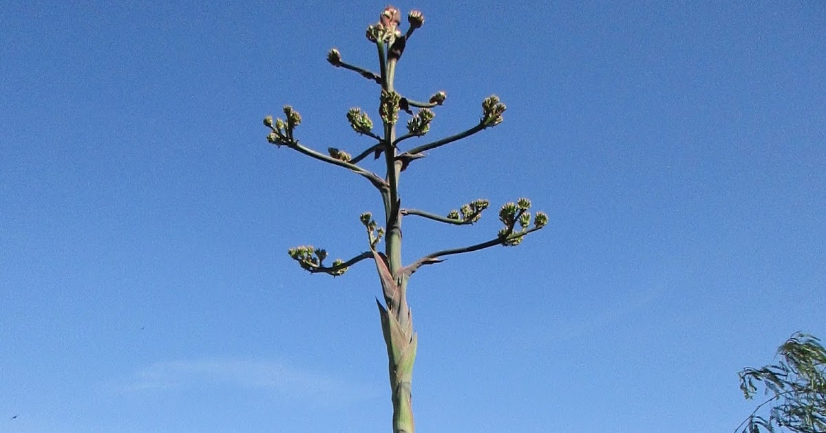 El quiote: Sólo una vez en la vida