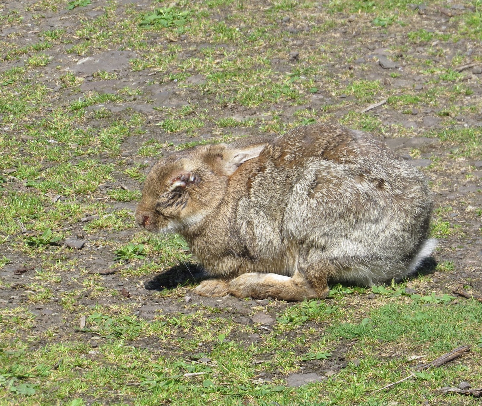 Aberbrothock: Summer visitors and returning Waders at Montrose Basin