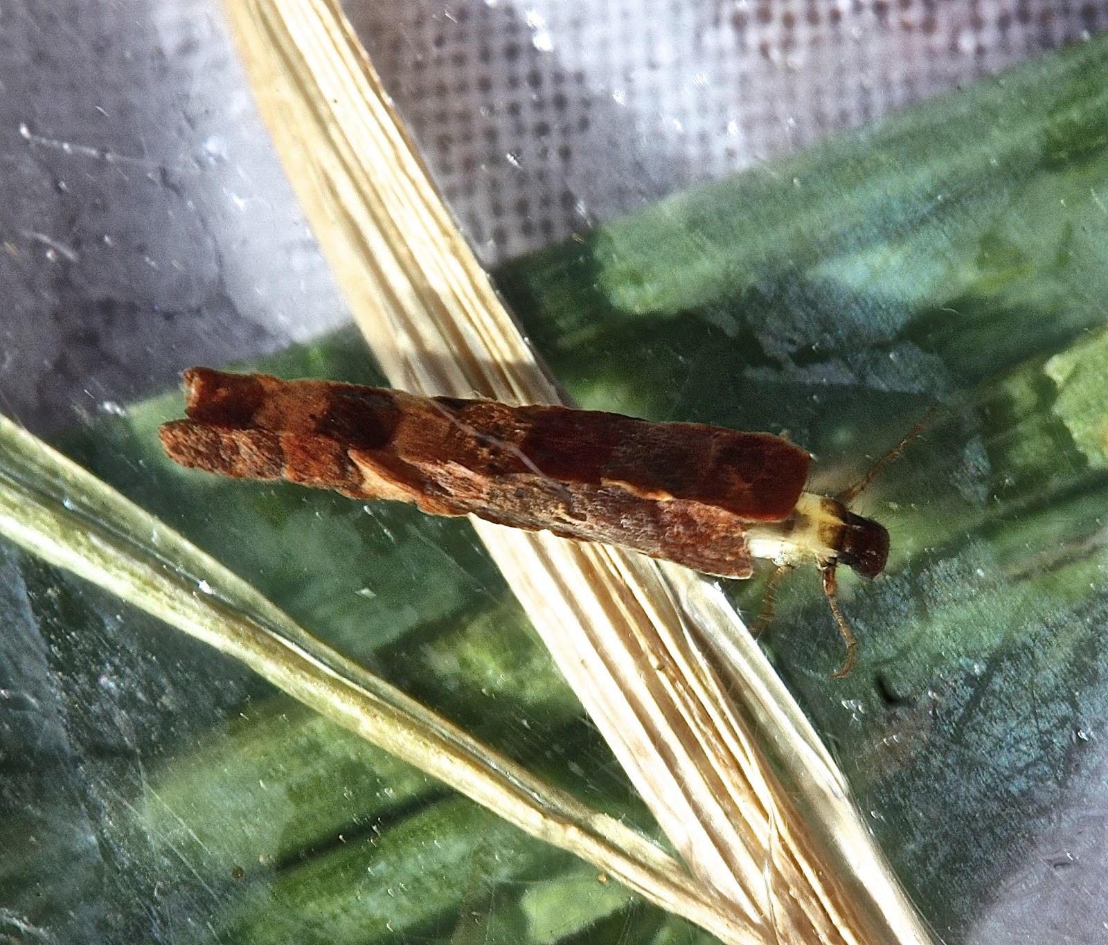 Aquatic Insects of Central Virginia: Isoperla season at the Rapidan River