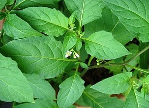 Anim Agro Technology: SAYUR DAUN MERANTI