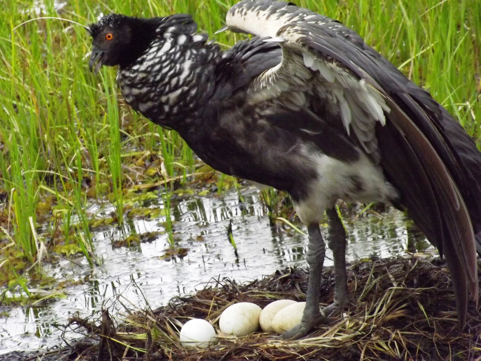 Blog do Leônidas | Noticias em Geral e Pontos Turisticos de Parnarama e ...