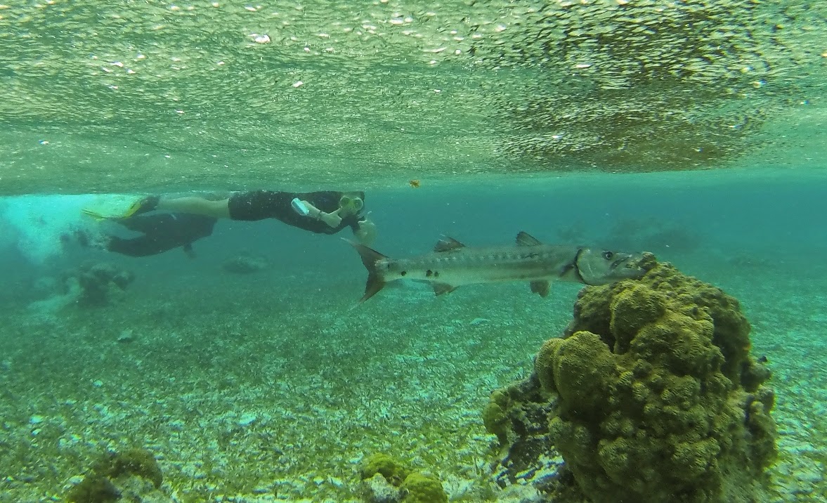 Mercer University's Coral Reef Ecology