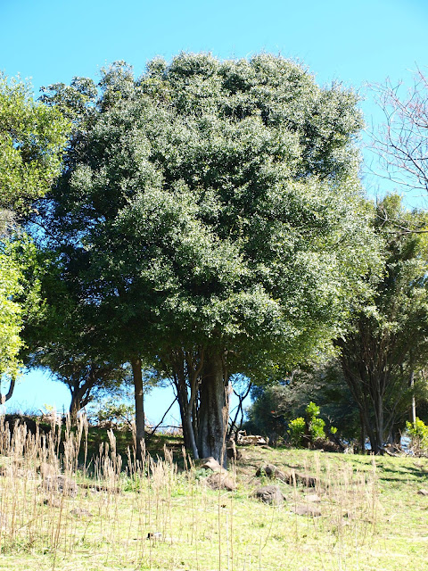 Illawarra native street trees | Growing Illawarra Natives