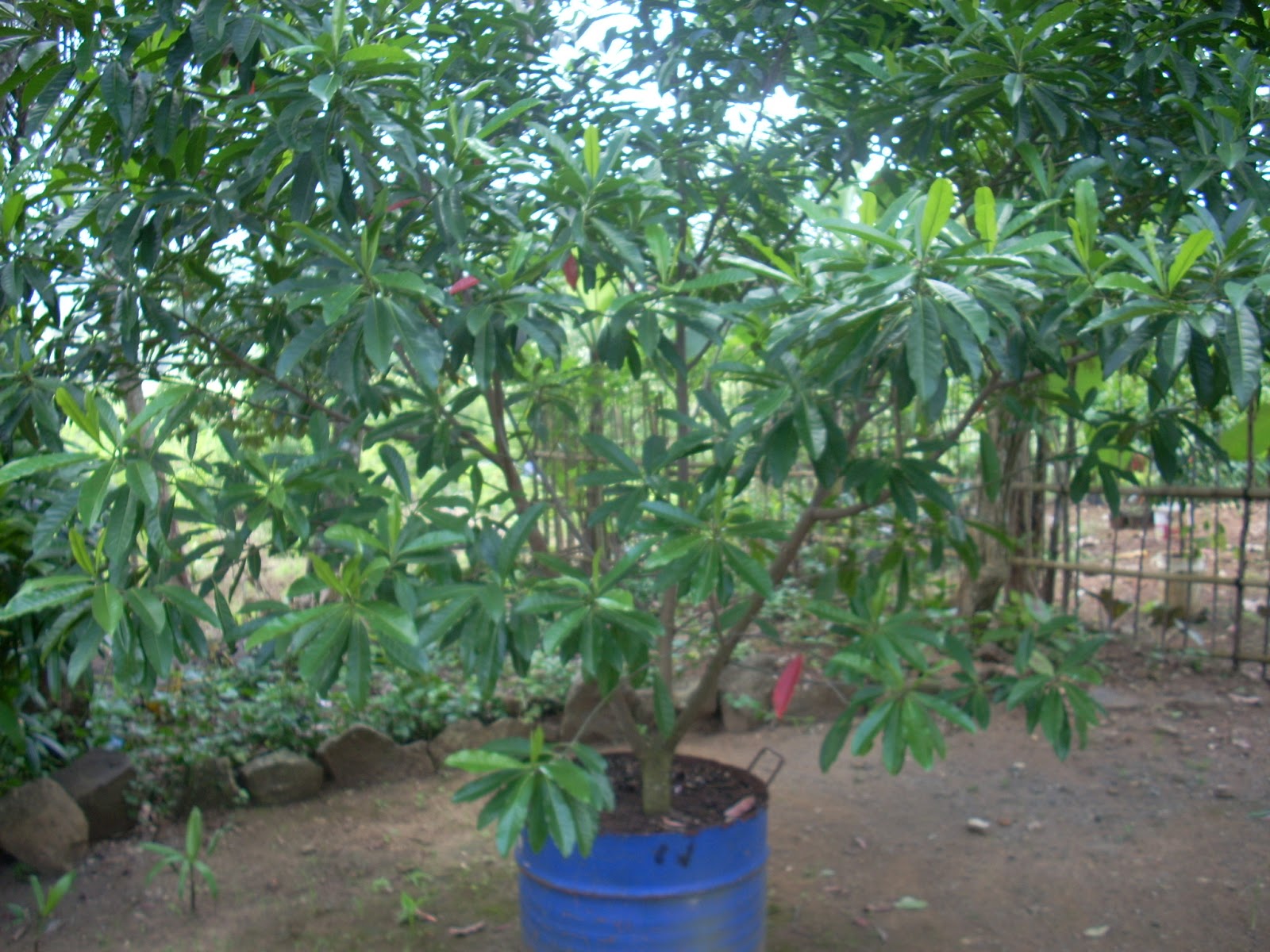 Jenitri Kebumen: GENITRI INDONESIA