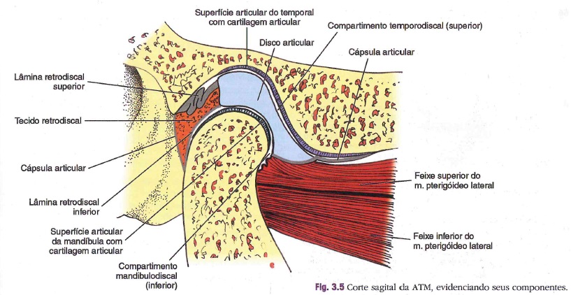Estudos na web: Articulações Temporomandibulares - ATM