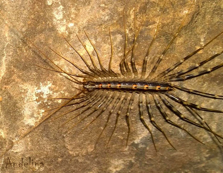 Insetologia - Identificação de insetos: Centopeia Doméstica no Piauí