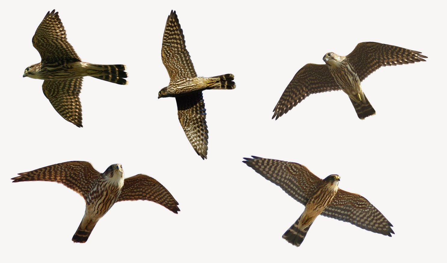 Raptor Identification and Photography: Pointed Wings