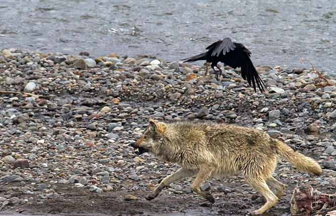 White Wolf : Wolves and Ravens; A Fascinating Relationship (Photos)