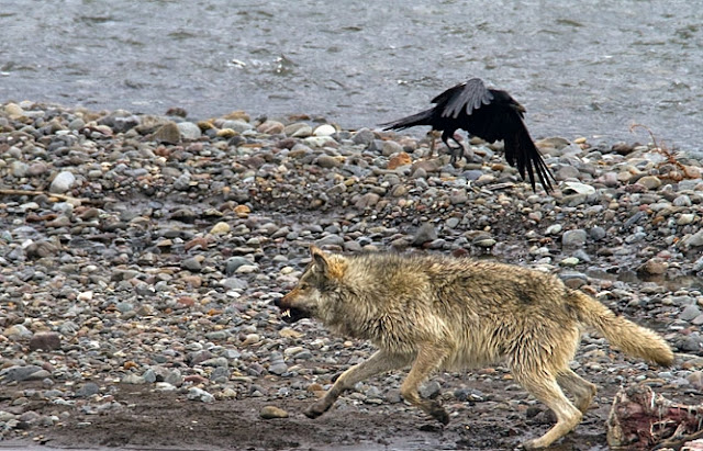 White Wolf : Wolves and Ravens; A Fascinating Relationship (Photos)