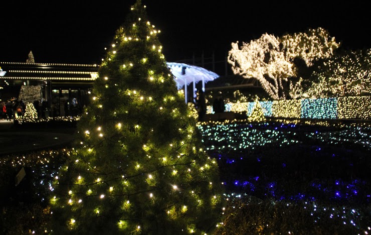 [Daegu night date course] E-world's night is fun! Christmas tree ...