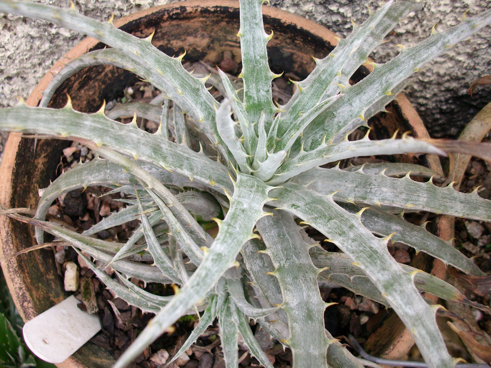 Dyckia Brazil: Not a dyckia! This is a Hechtia sp from Queretaro , Mexico