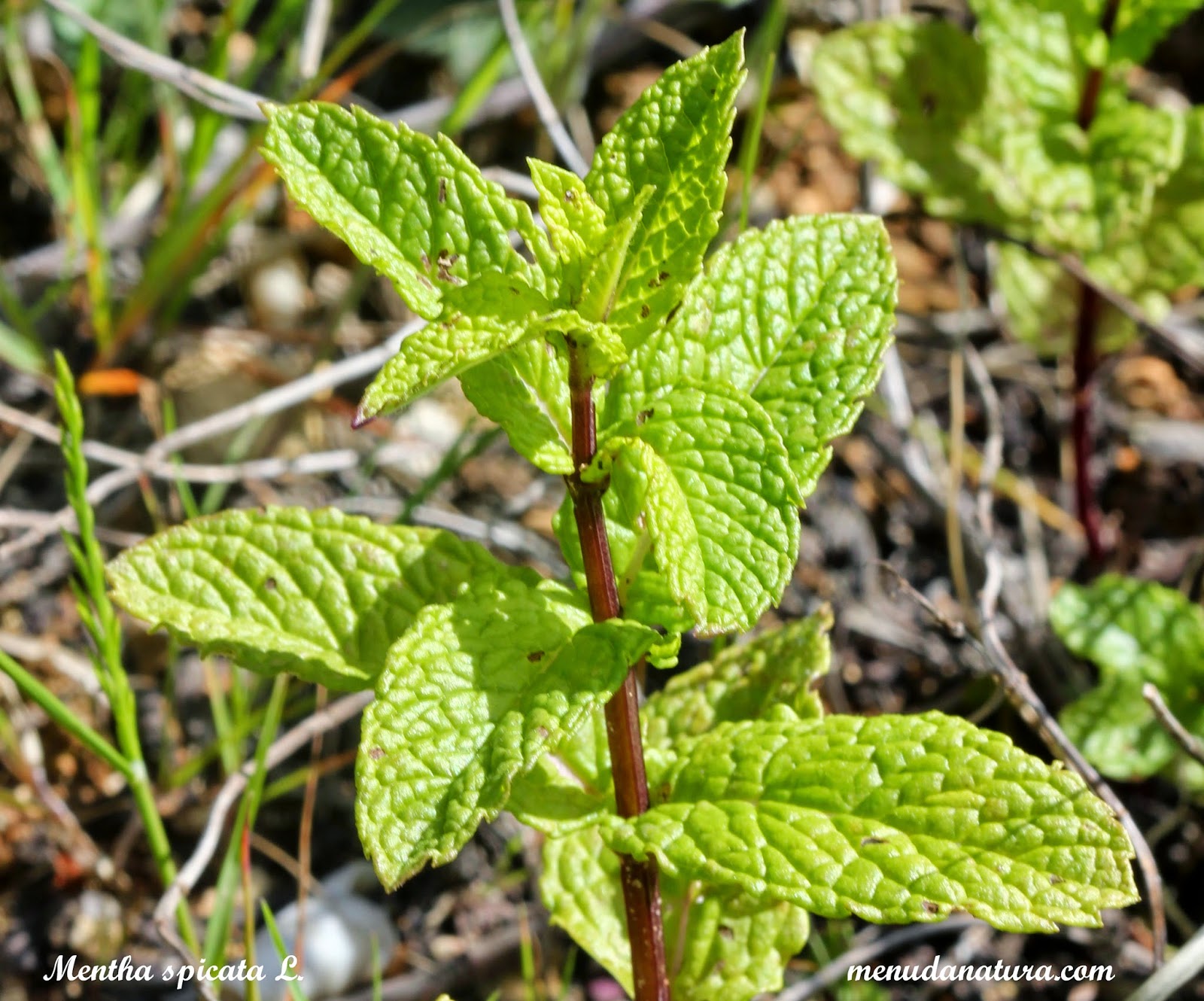 Menuda Natura: Mentha spicata L.