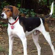 Purr-Views: Breeds of the Week: Southern Dogs!