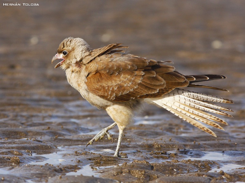 Aves de Argentina: Chimango (Milvago chimango)