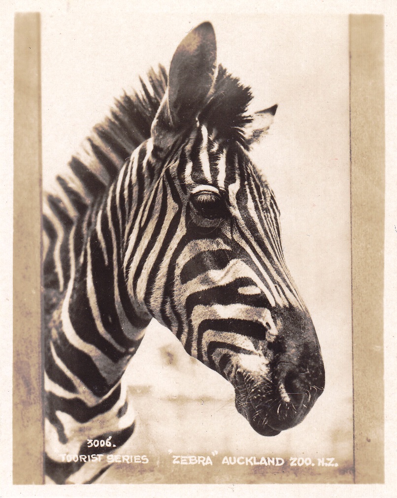 Timespanner: Snapshot views of Auckland Zoo, 1920s