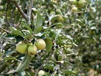 Pyrus Malus - HERBAL MEDICINE