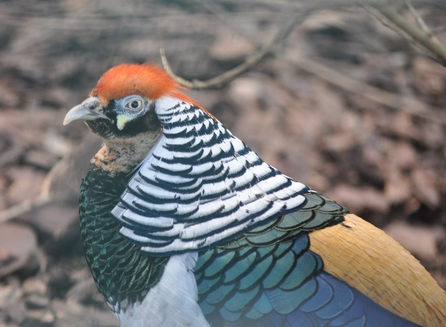 ZOOTOGRAFIANDO (6.100 ANIMALS): FAISÁN DE LADY AMHERST / LADY AMHERST´S ...