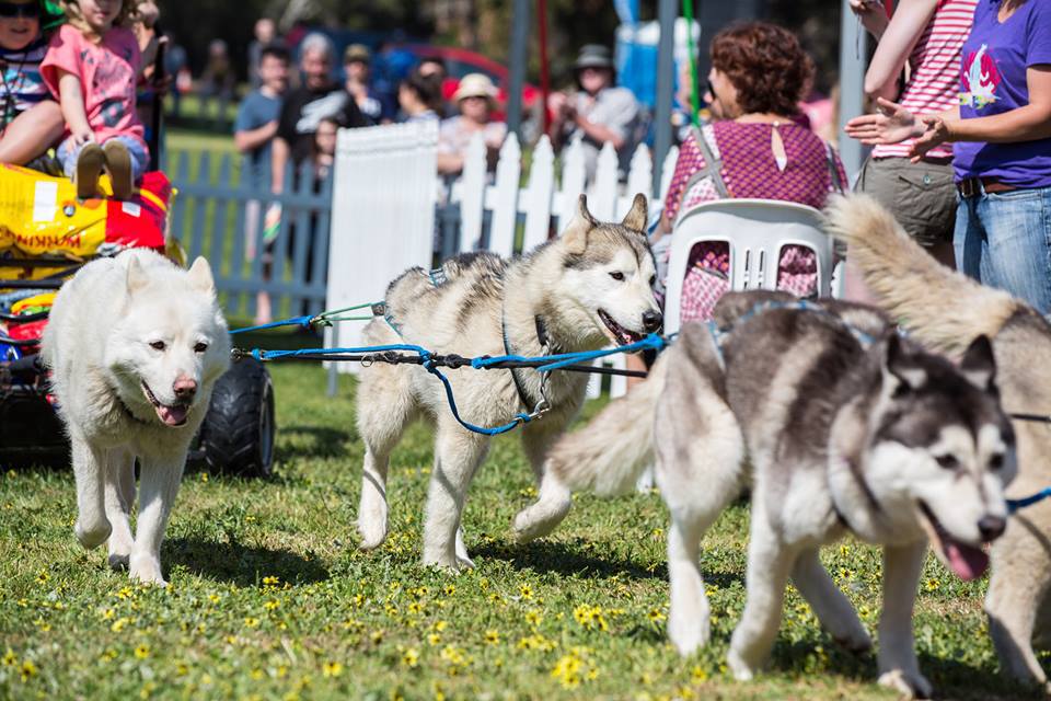Frankston Pets' Day Out – October 9 | Australian Dog Lover