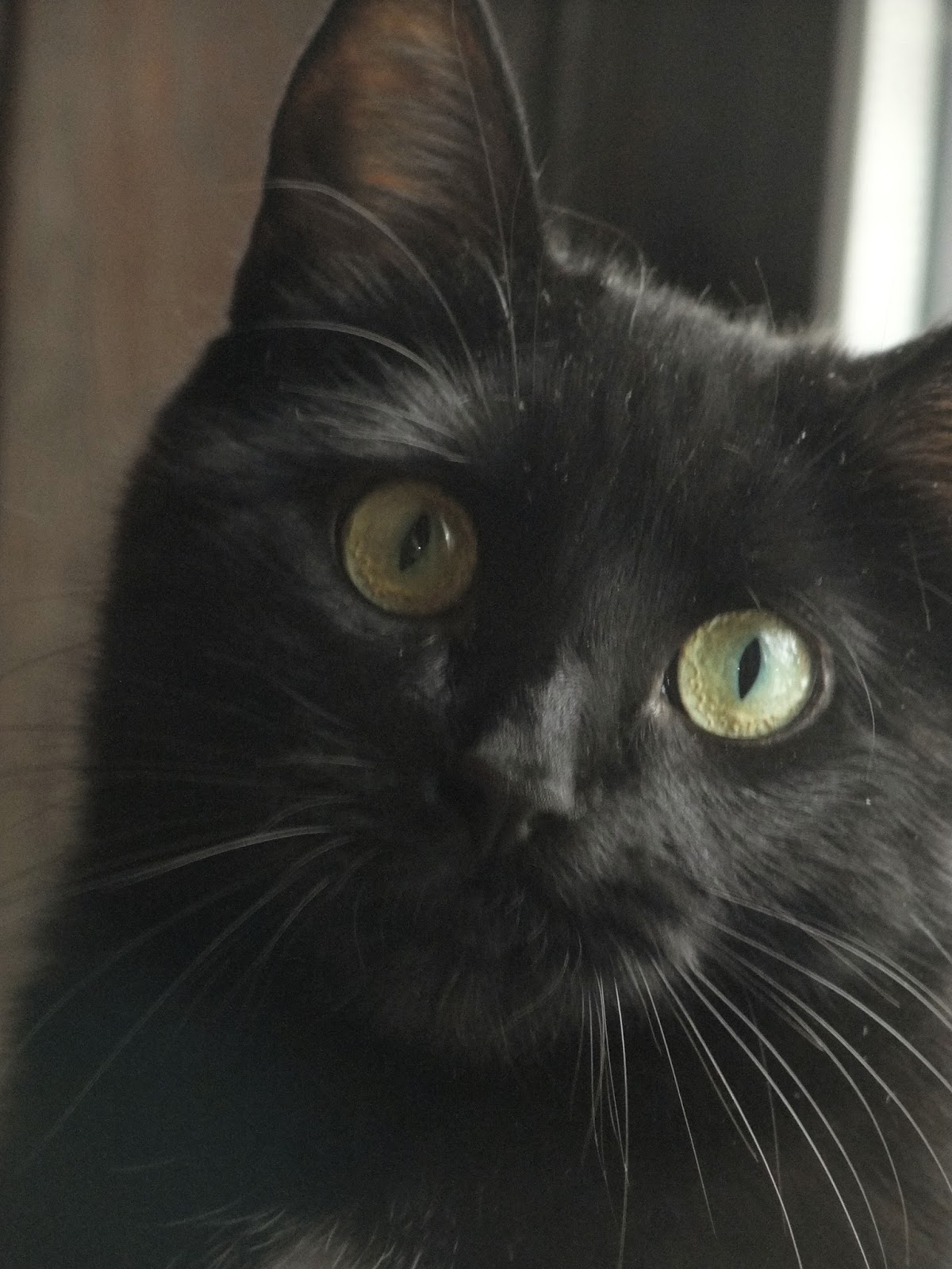 Cherry Street Cats: Keiko has left the building