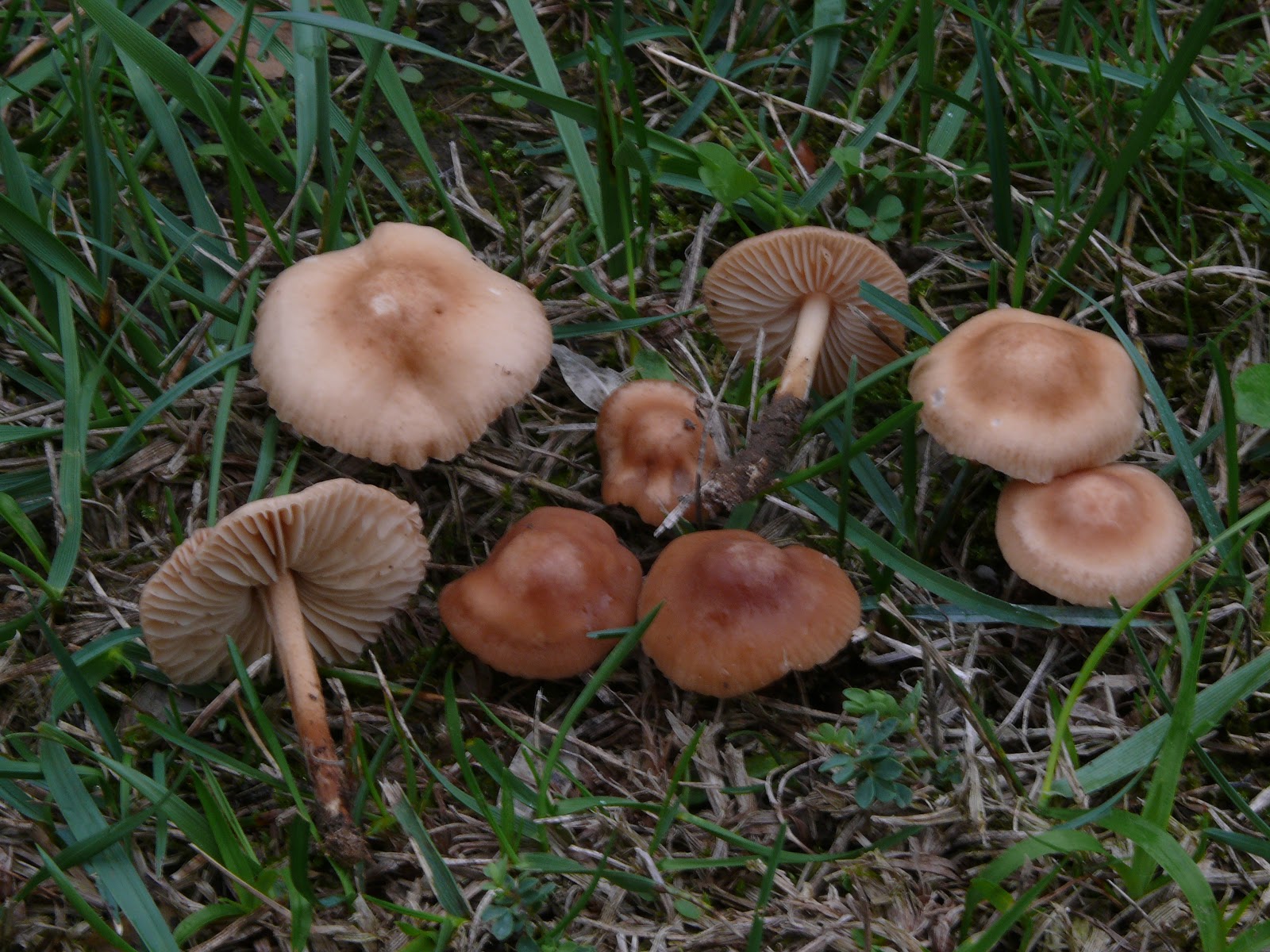 A setas por Asturias: Marasmius oreades