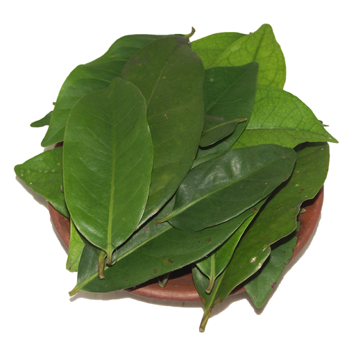 Khasiat dan Manfaat Daun Salam Bagi Kesehatan Tubuh | Portal Rumah ...