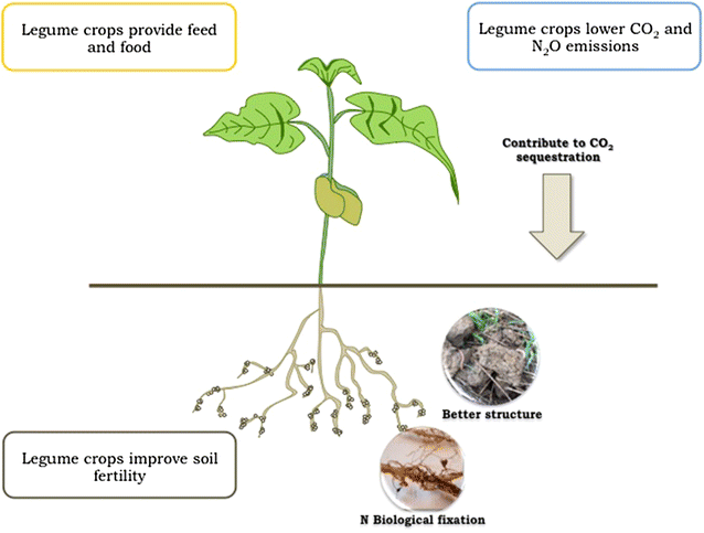 Crop rotation: Crop choice of Legumes