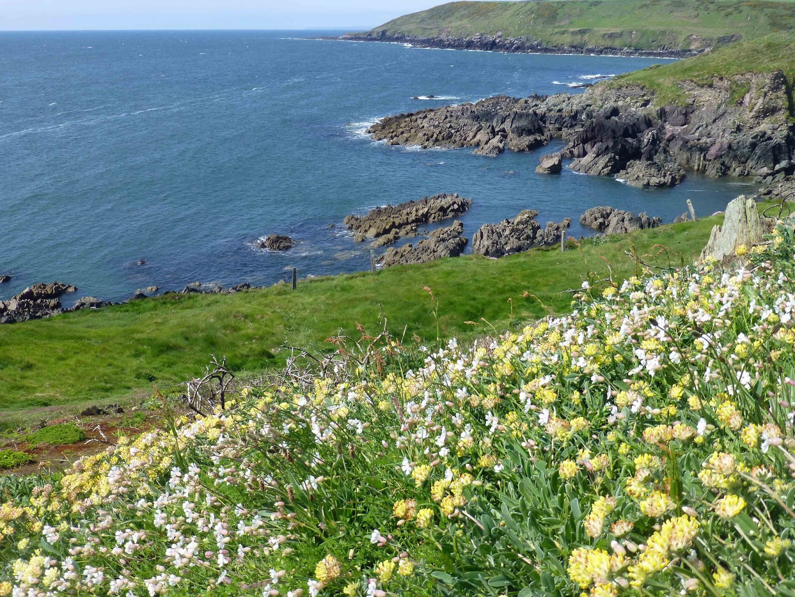 Spectacular Show! Wildflowers galore on the Ballycotton Cliff Walk