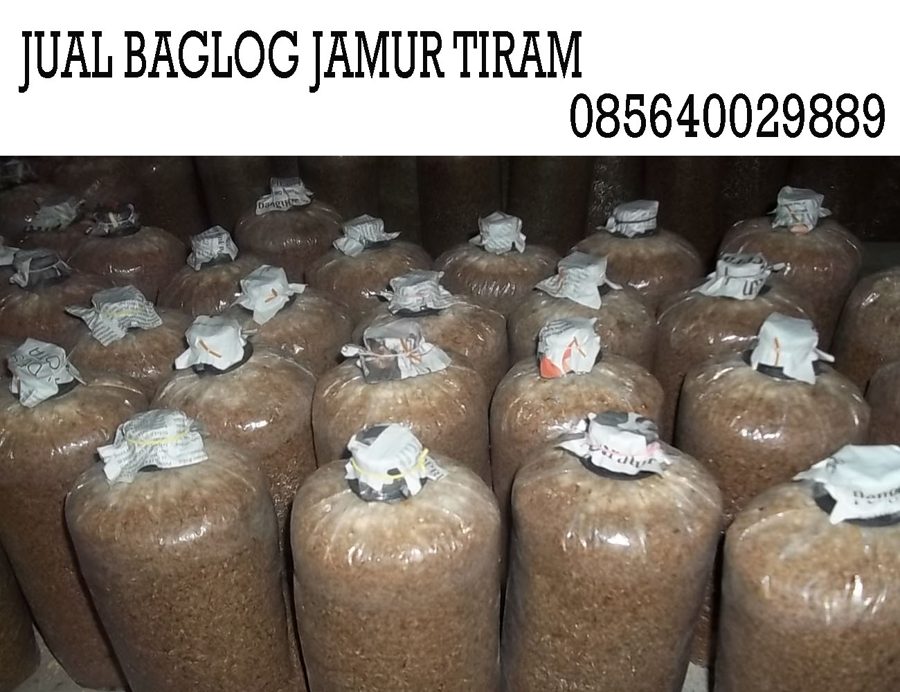 Jual Baglog Jamur Tiram, Cara Membuat Baglog Jamur Tiram, Budidaya ...
