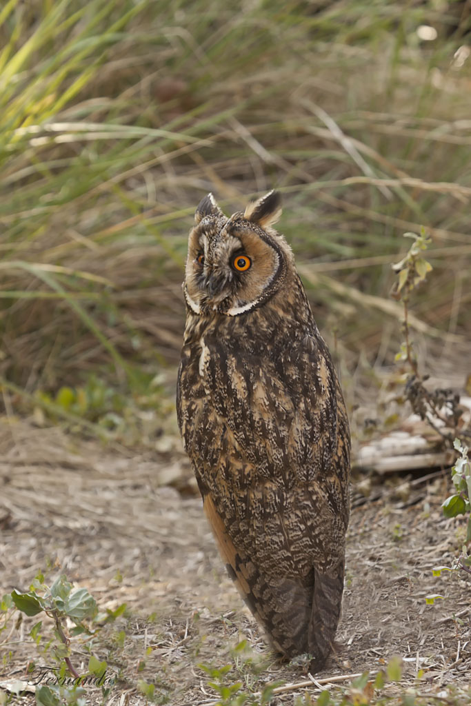 Pasión por la Naturaleza: Mussol banyut-Buho chico-(Asio otus)