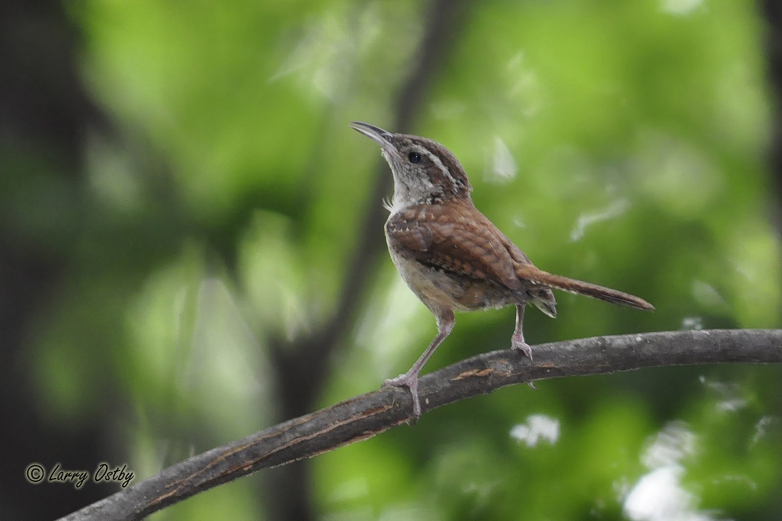 Larry Ostby's Wild Critters: Carolina Wren and the American Goldfinch