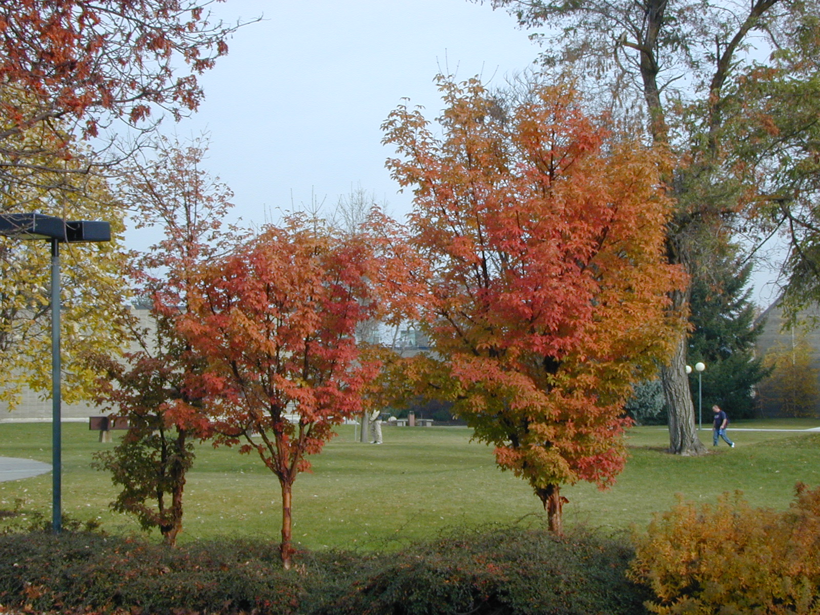 Trees of Santa Cruz County: Acer griseum - Paperbark Maple