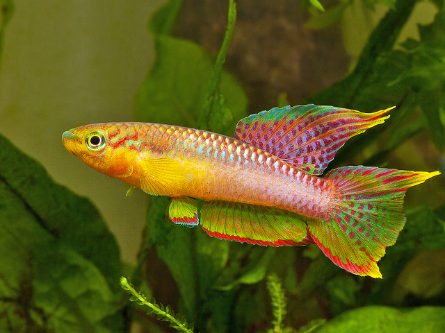 \ [PROFIL IKAN] Killifish