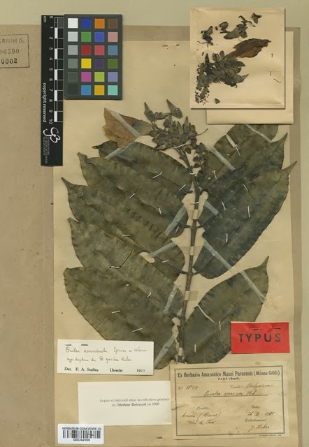 Jacques Huber and the Amazonian Botany: Plant collections