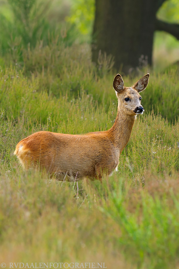 Vogel- en Natuurfotografie door Remco van Daalen: Opzoek naar Reeën in ...