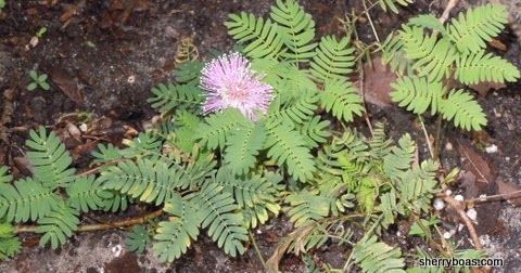 Simply Living: A plant that responds to touch