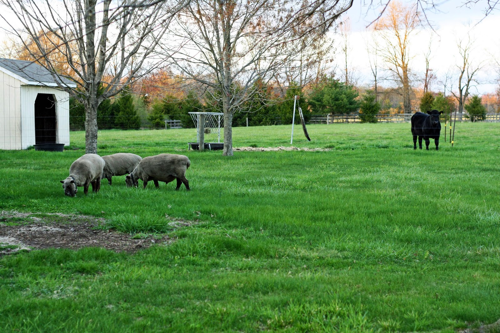 the semi-frugal life: farm sitting 101