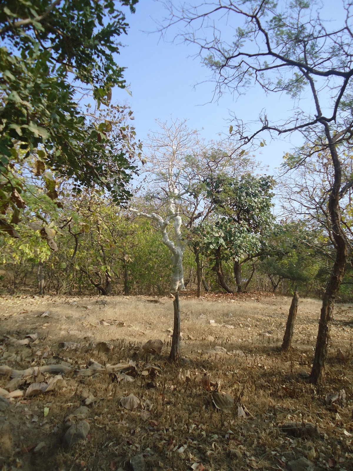 Spice of Life!: The White Ghost