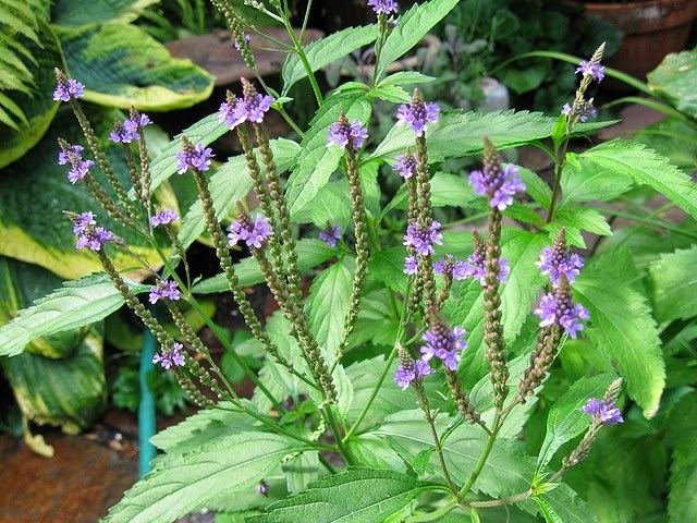 Verbena (Verbena officinalis) - Enciclopédia Global™