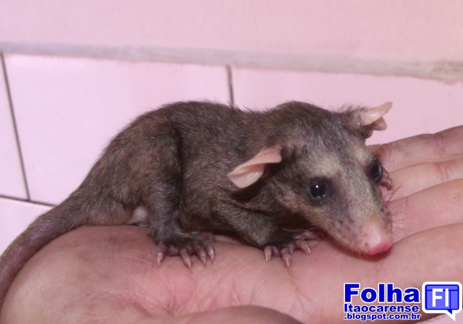 Filhotes de gambás são resgatados em Itaocara