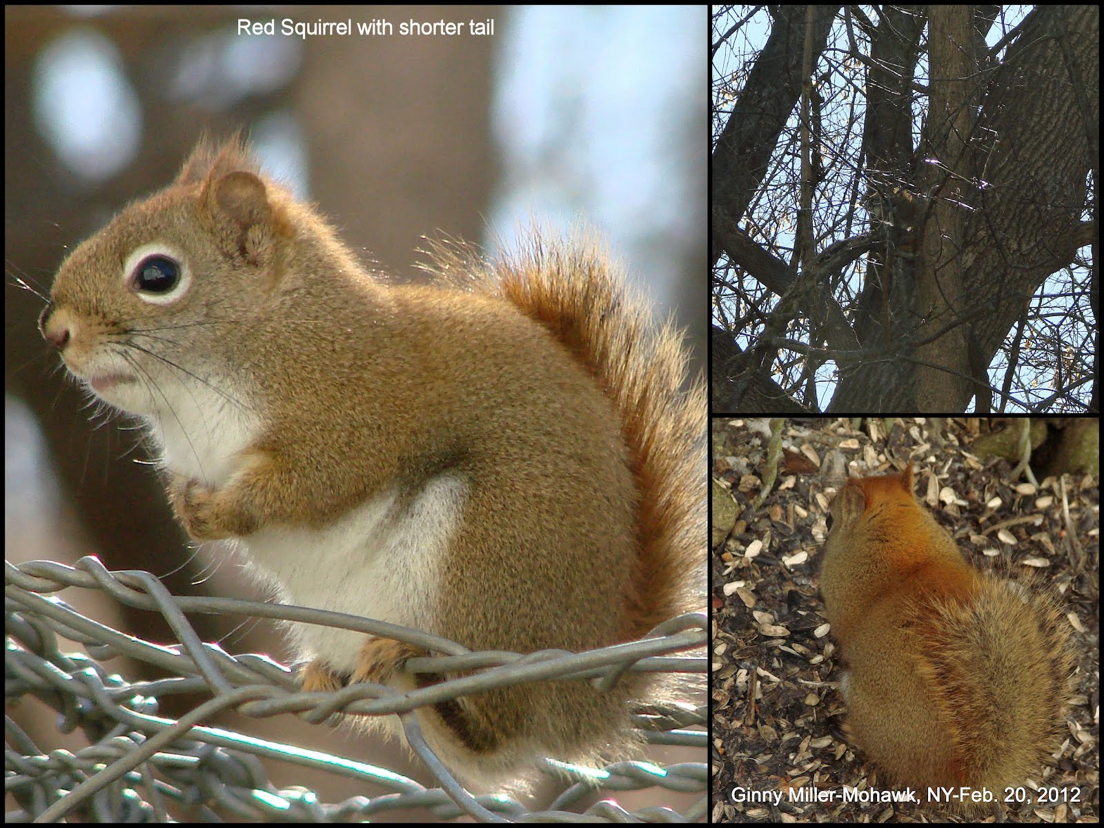 Photography By Ginny: February 22, 2012-Mostly The Red Squirrels